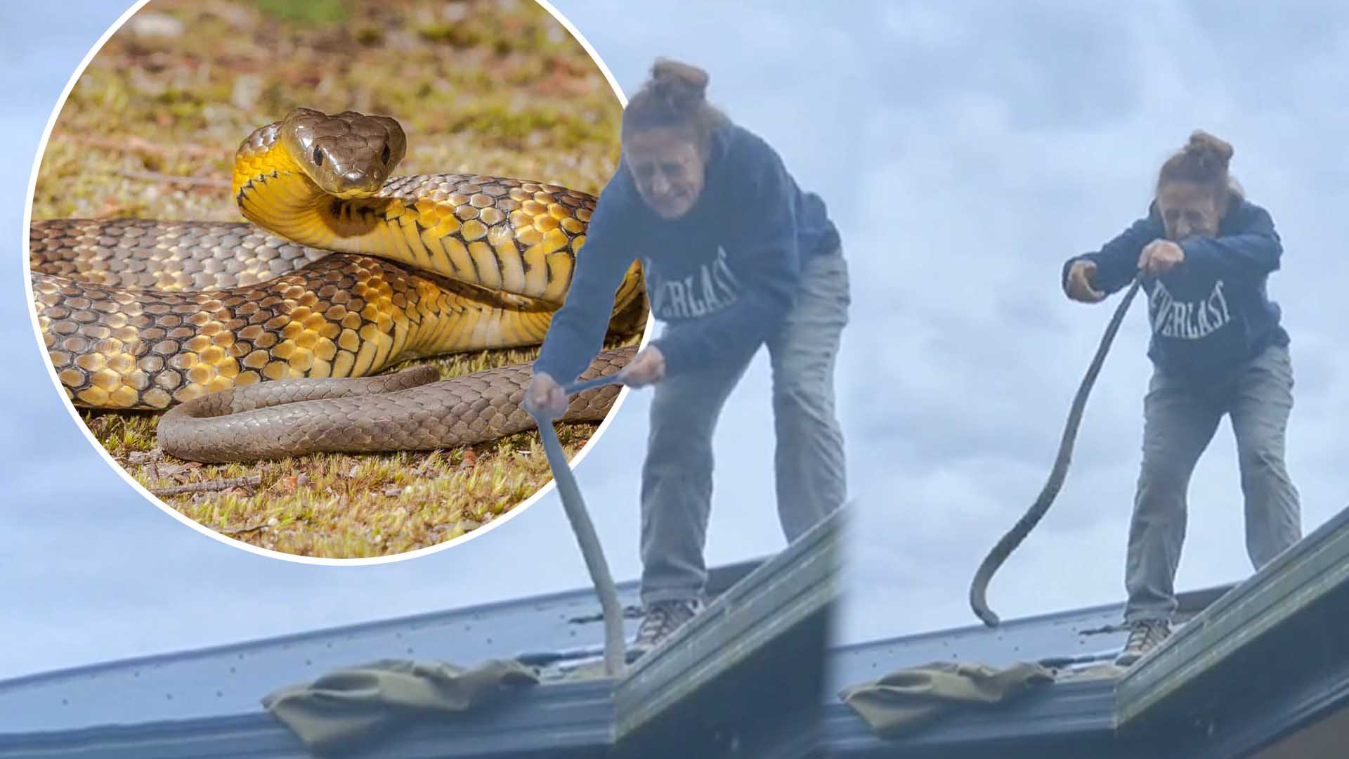 Tassie ‘Snake Charmer’ Pulls Snake from Roof - Pulse Tasmania
