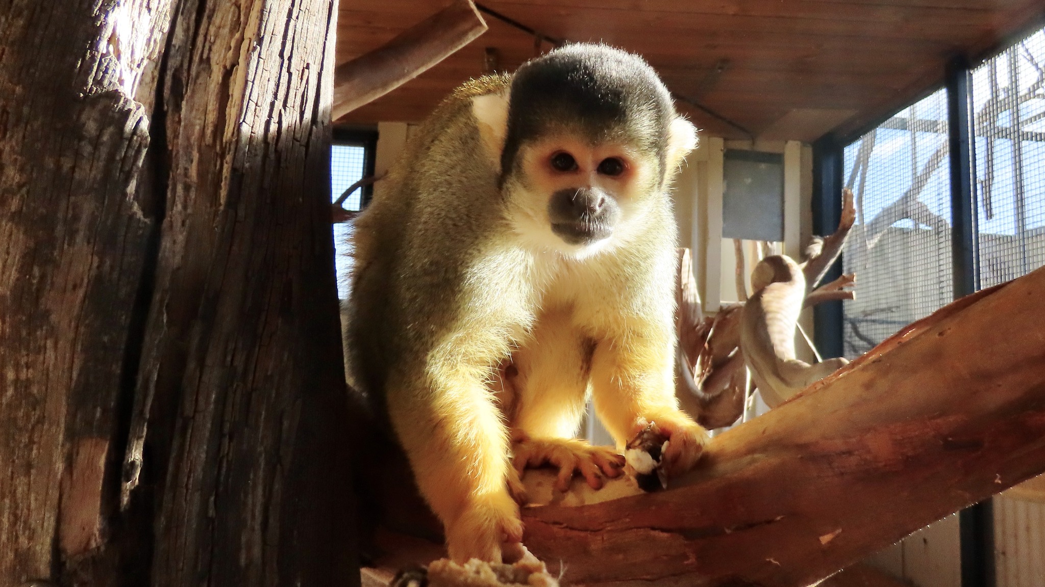 Tasmania’s first Bolivian Squirrel Monkeys monkeying around Zoodoo Zoo ...