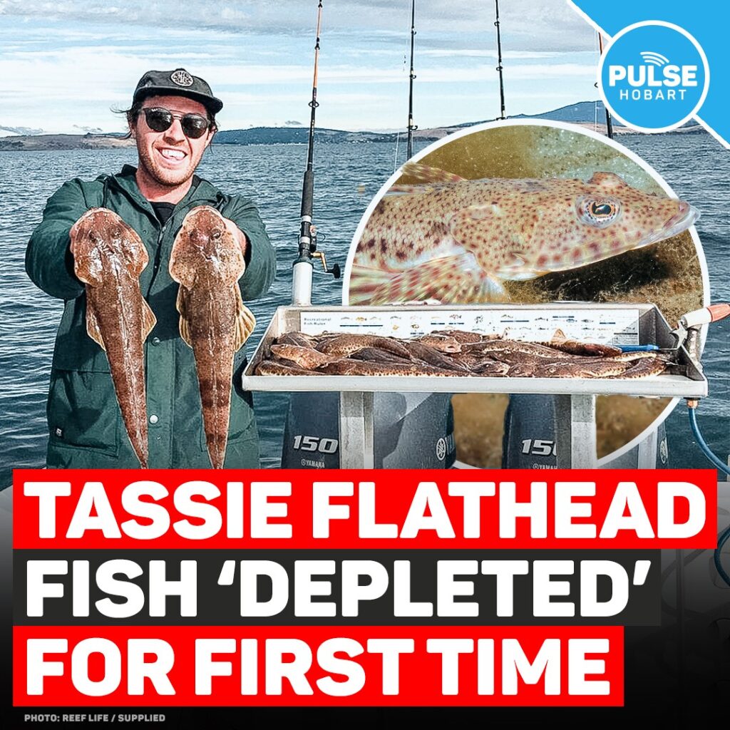 Tassie Flathead Fish ‘Depleted’ For First Time - Pulse Tasmania