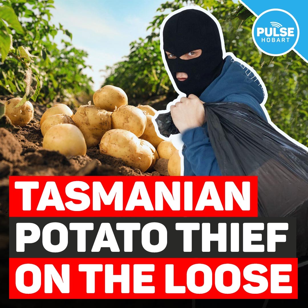 Tasmanian Potato Thief On The Loose - Pulse Tasmania