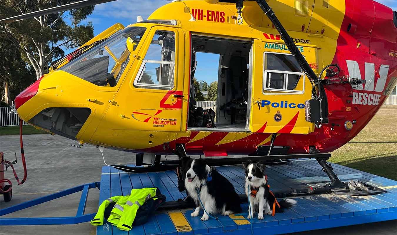 Tracker dogs trained for remote rescues by helicopter crew - Pulse Tasmania