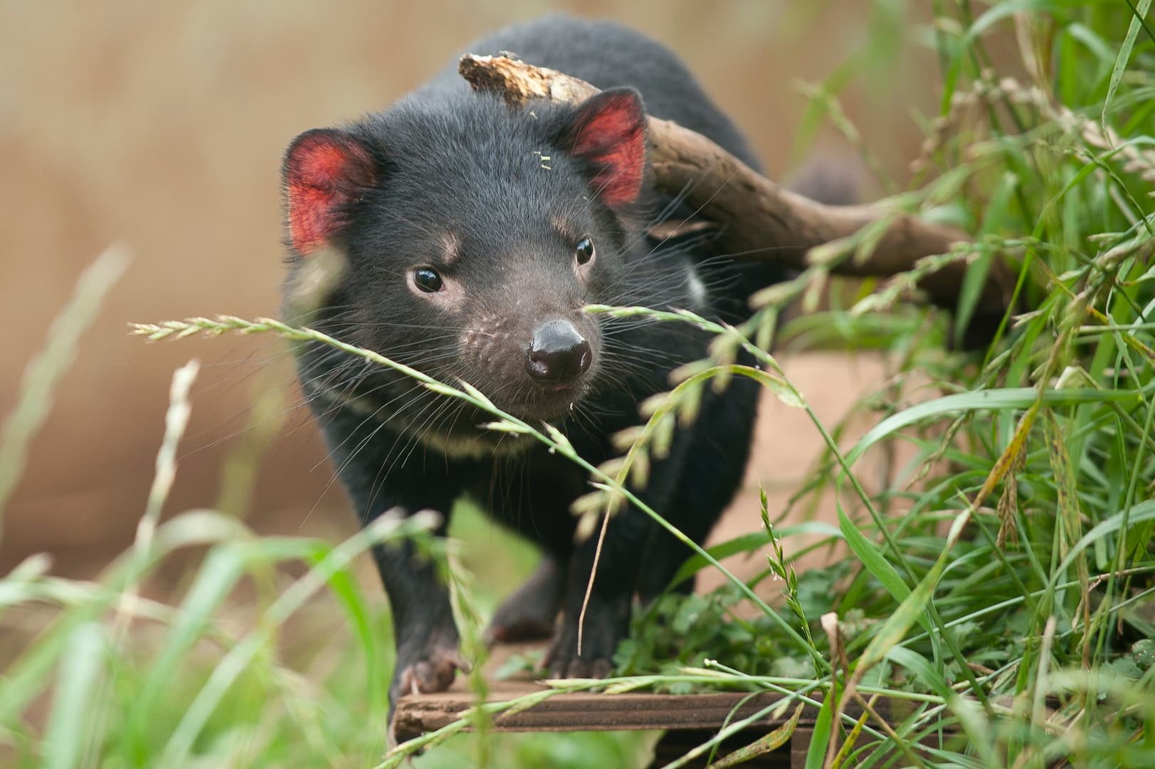 500th Tasmanian Devil joey born in mainland breeding program - Pulse ...