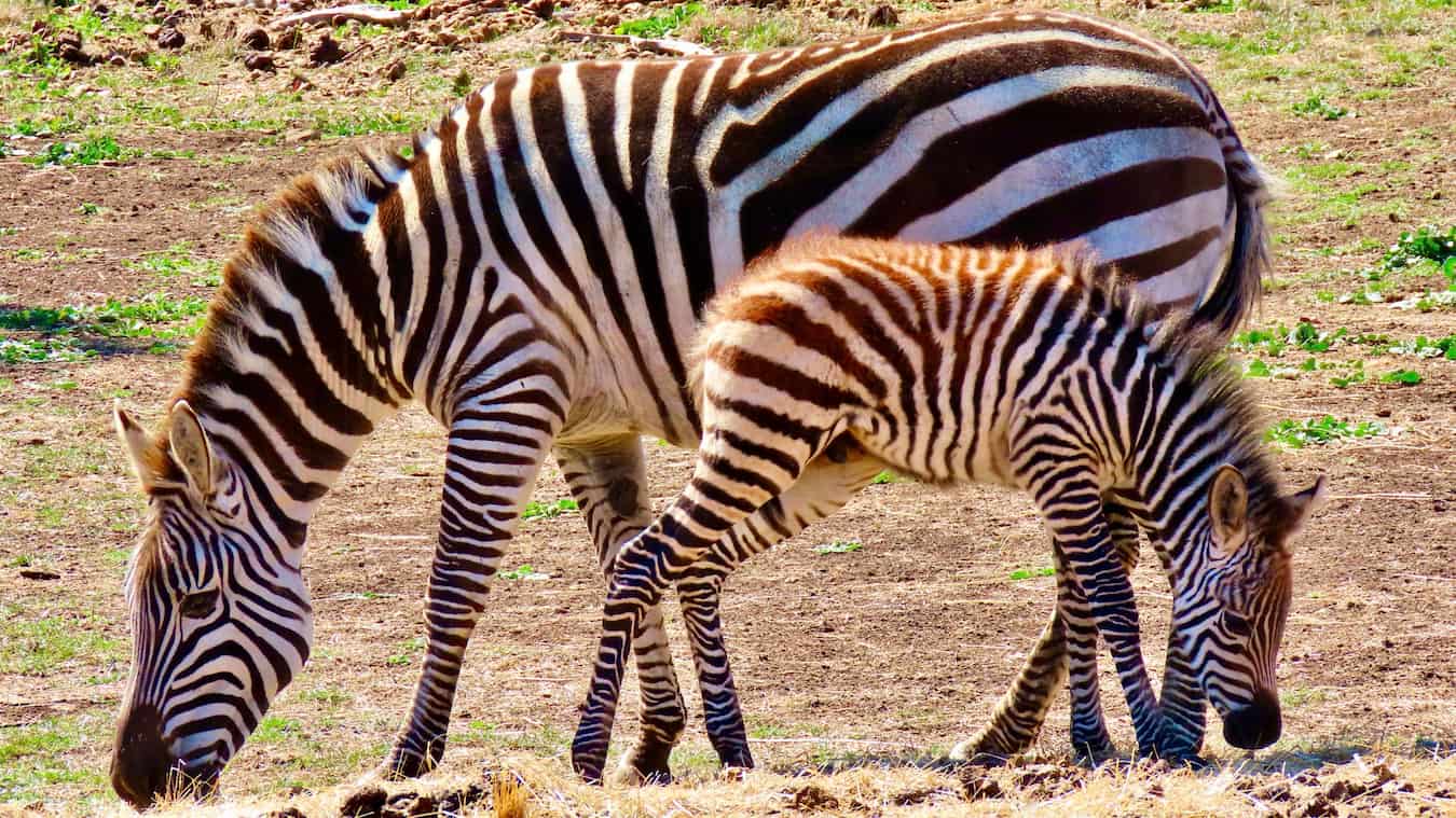 Zebra foal born at Hobart’s Zoodoo Zoo - Pulse Tasmania