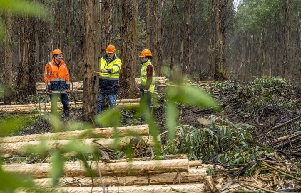 Tasmania’s largest private forestry company snapped up by global giants ...