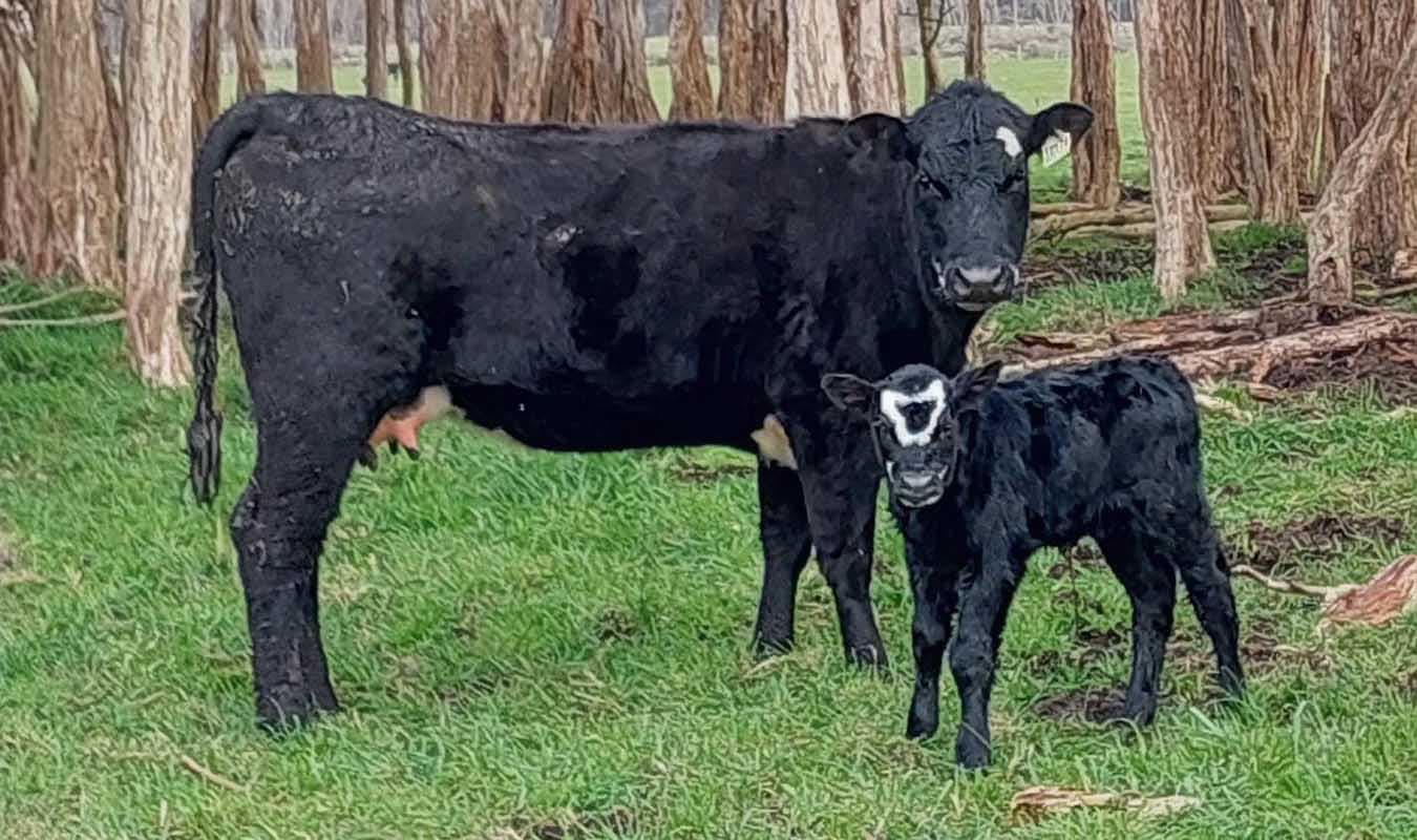 King Island calf born with Tasmanian-shape heart on head - Pulse Tasmania