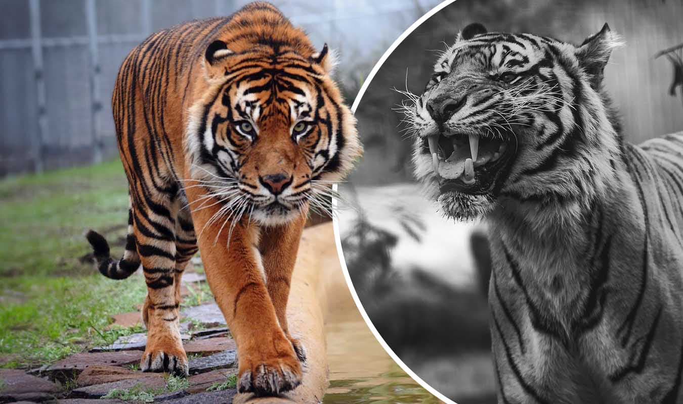 Sumatran tiger Jalur loses cancer battle at Tasmania Zoo - Pulse Tasmania