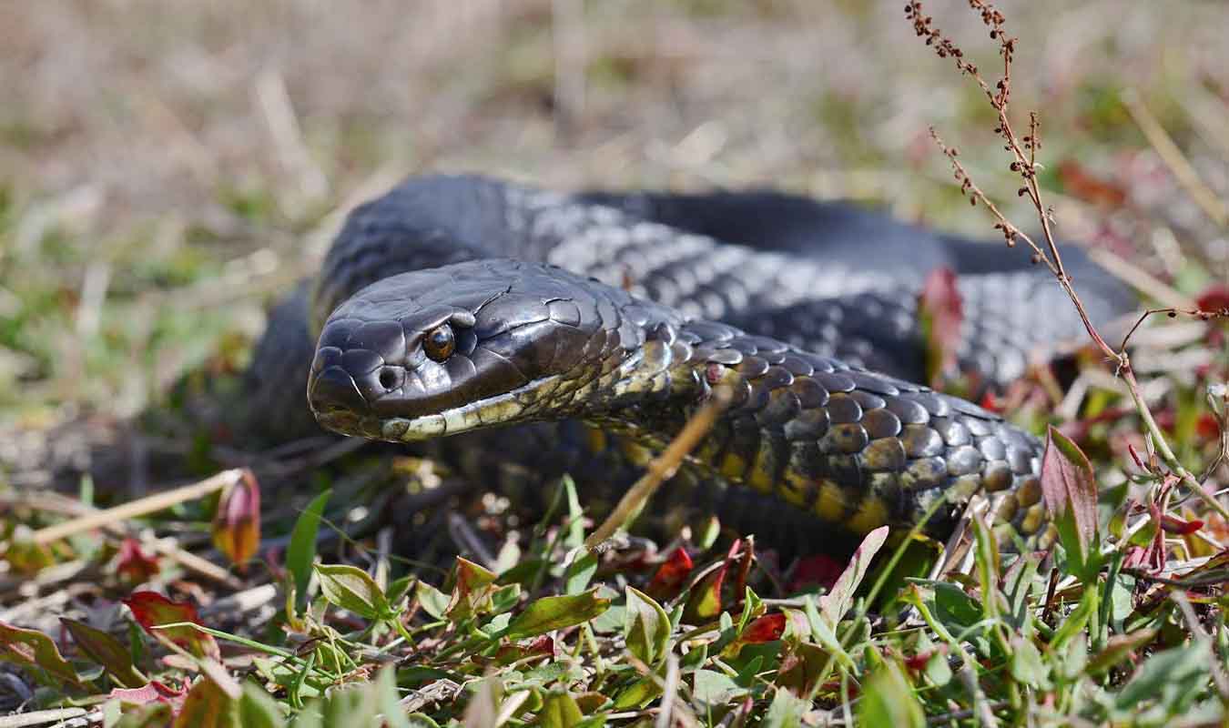 Snakes start to come out across Hobart - Pulse Tasmania