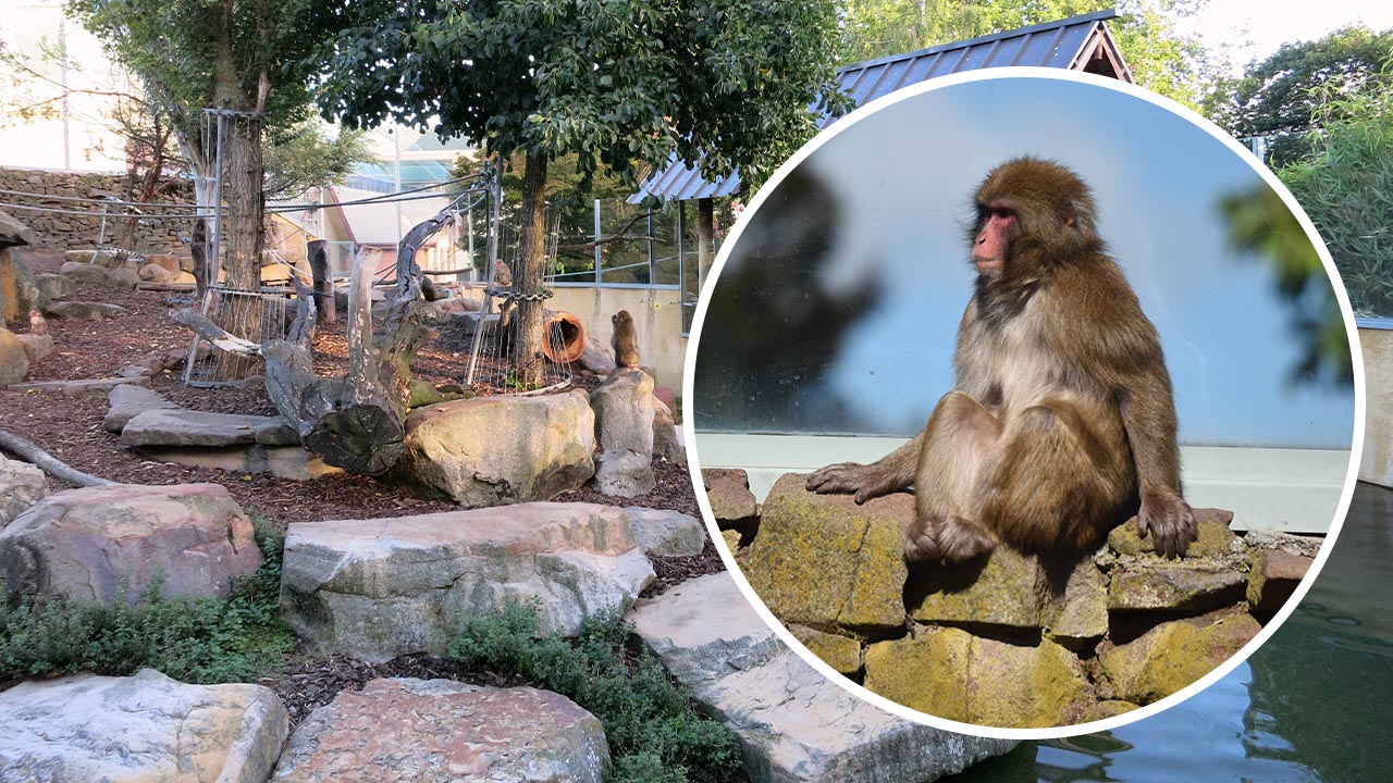 Launceston monkey keeper job up for grabs - Pulse Tasmania