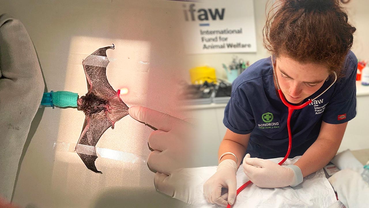 Tassie Bat’s near-death prompts warning for eco pest control - Pulse ...