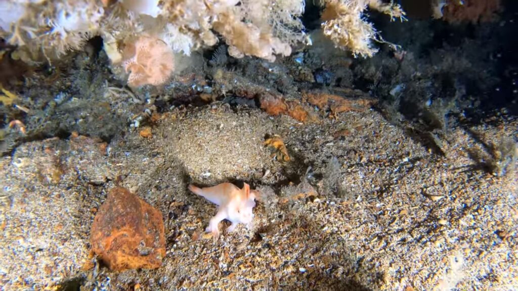 Scuba divers find rare endangered Tasmanian handfish in shipwreck ...