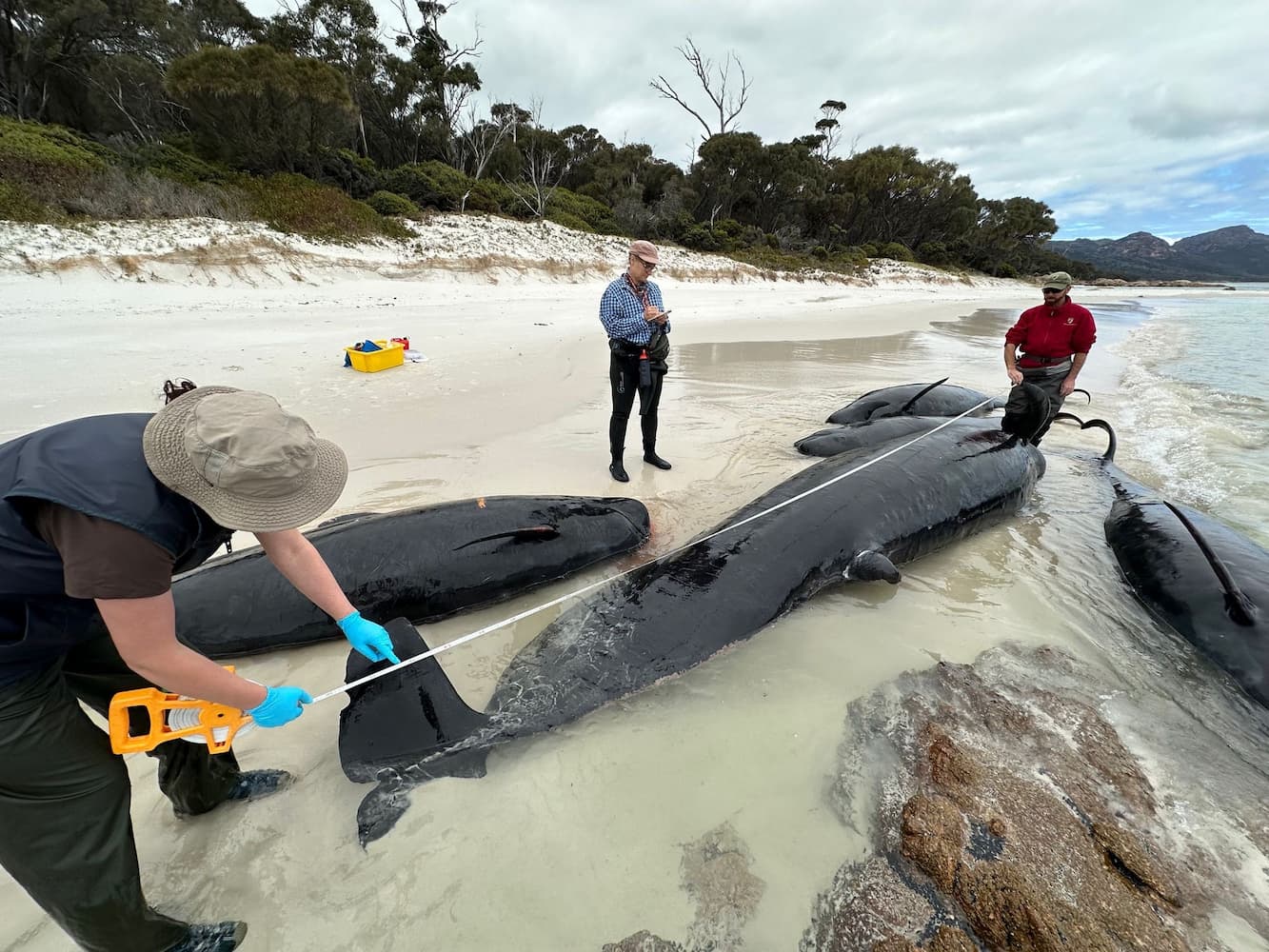 34 dead whales stuck on east coast beach deemed ‘impossible’ to move ...