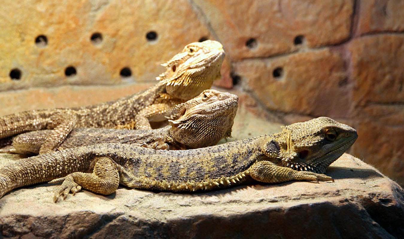 Armed Hobart teenager steals 3 lizards in home invasion during boy’s 12th birthday - Pulse Tasmania