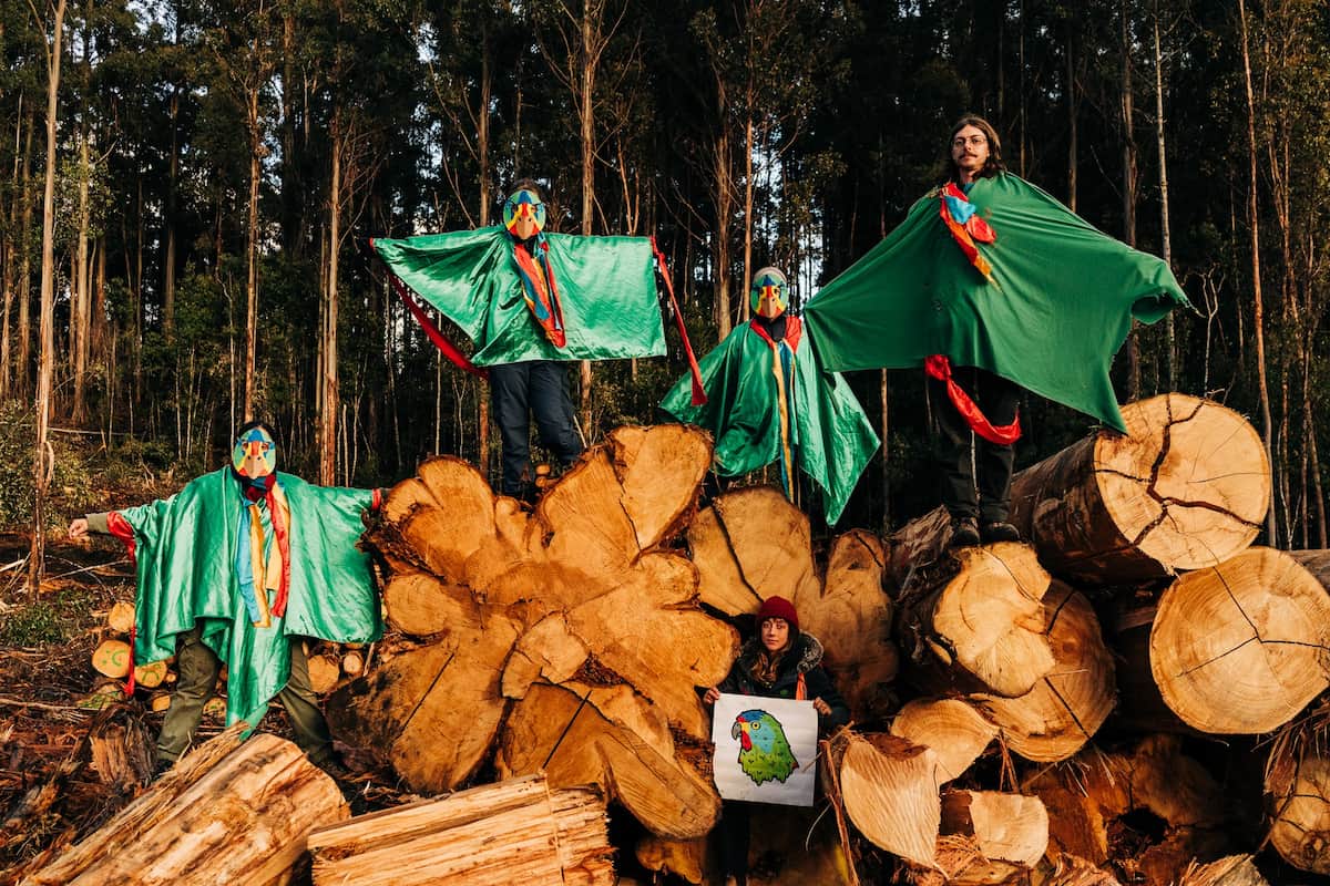 Bob Brown Foundation successfully suspends logging of Swift Parrot ...