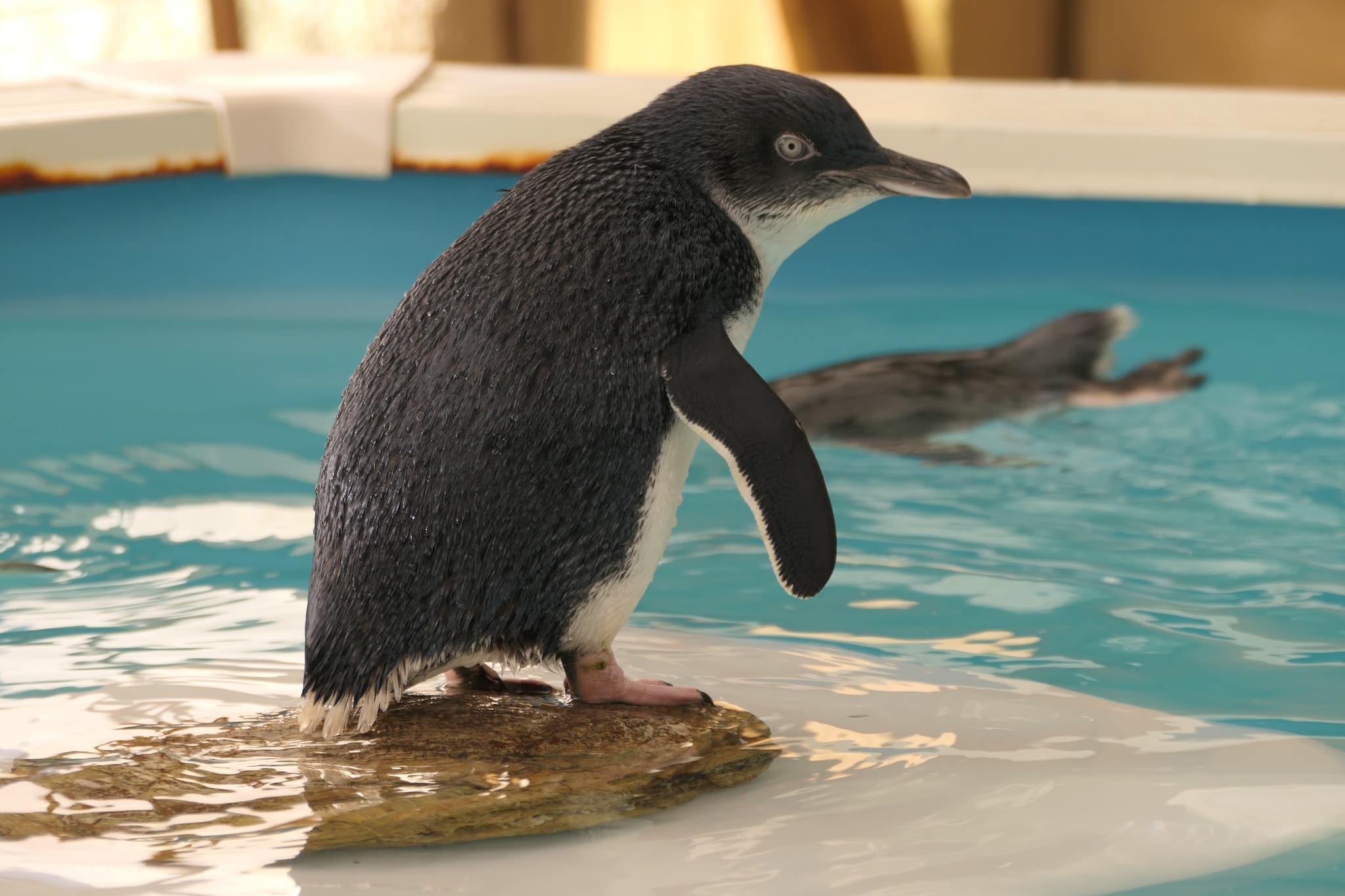 Penguin rehabilitation service appealing for public support as funds ...