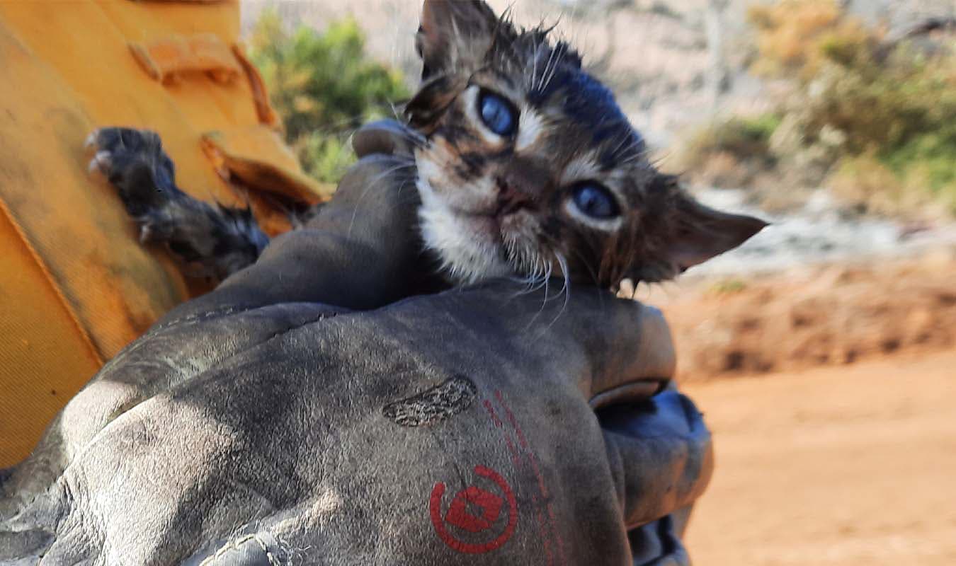 Firefighter saves charred ‘Smokie’ kitten from Dolphin Sands bushfire ...