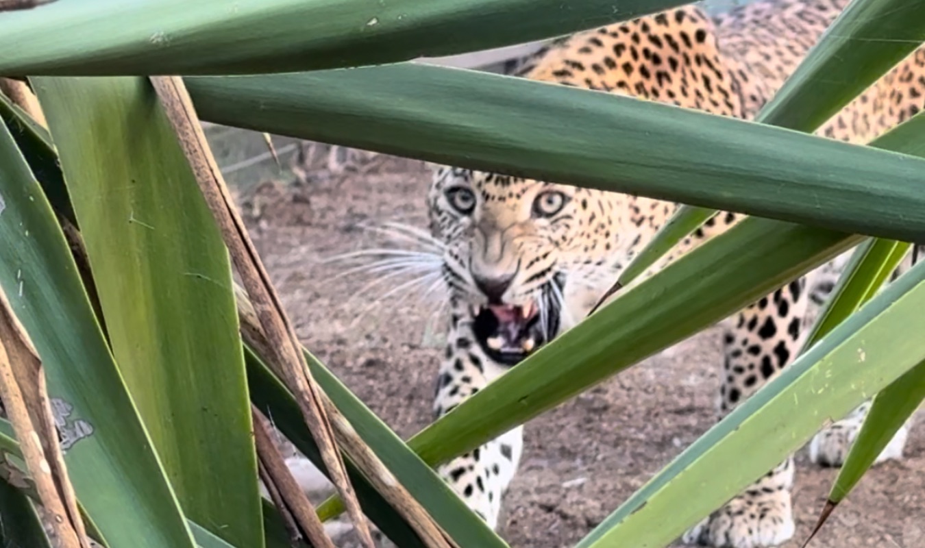 Sri Lankan leopard ‘Banduka’ finds new home at Tasmania Zoo - Pulse ...