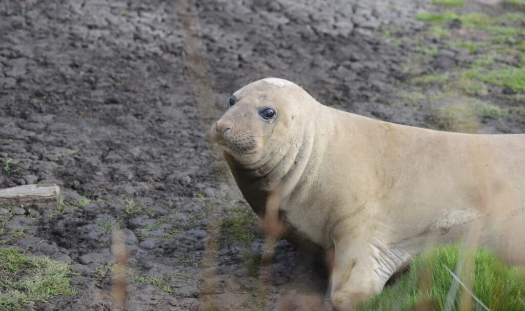 Wildlife authorities issue plea as Neil the Seal returns to Tasmanian ...