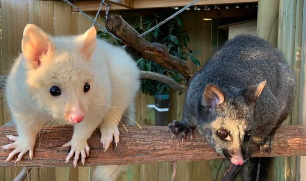 Possum rescued by Bonorong Wildlife Sanctuary grows into ‘big giant ...
