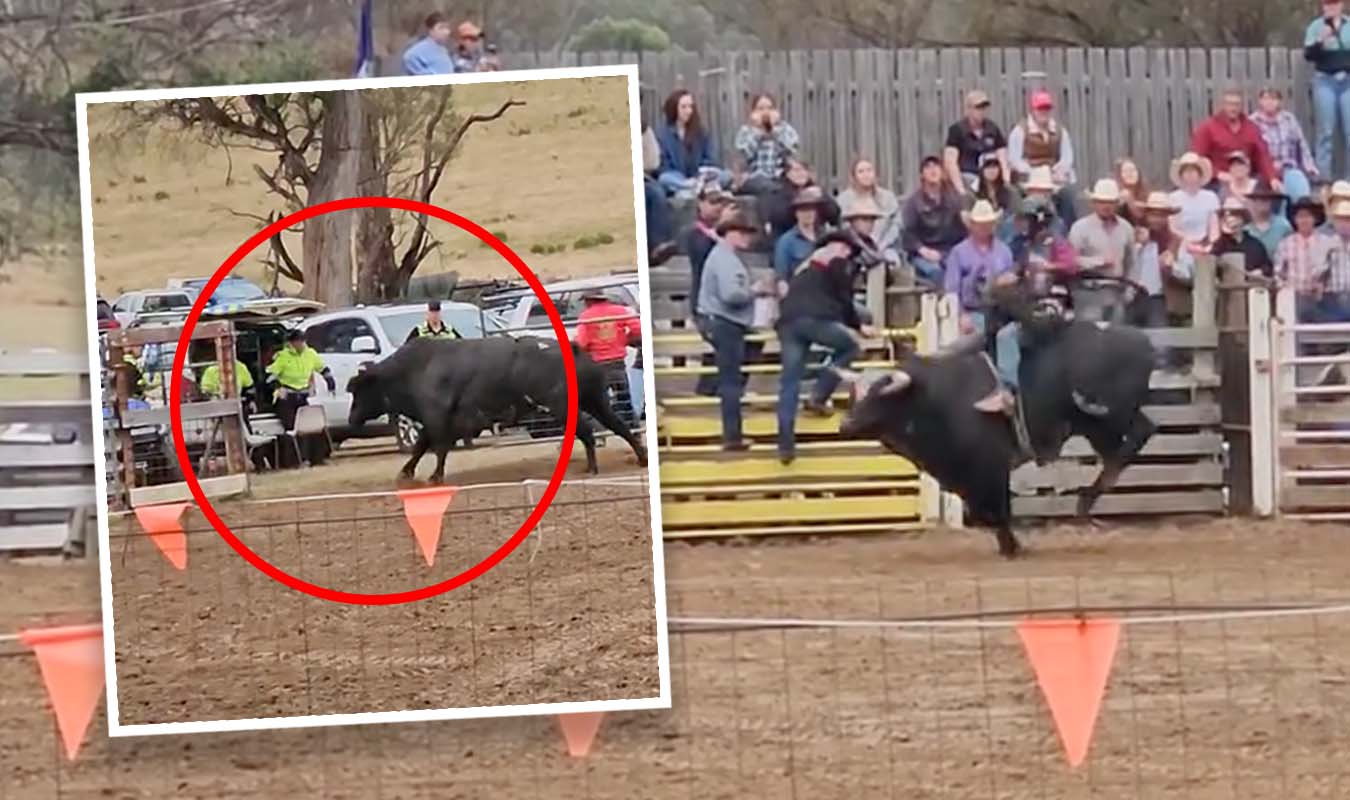 Person injured after runaway bull smashes through gate at Tasmania’s ...