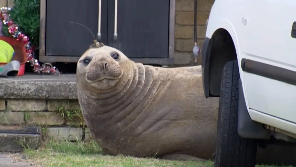 Wildlife authorities issue plea as Neil the Seal returns to Tasmanian ...