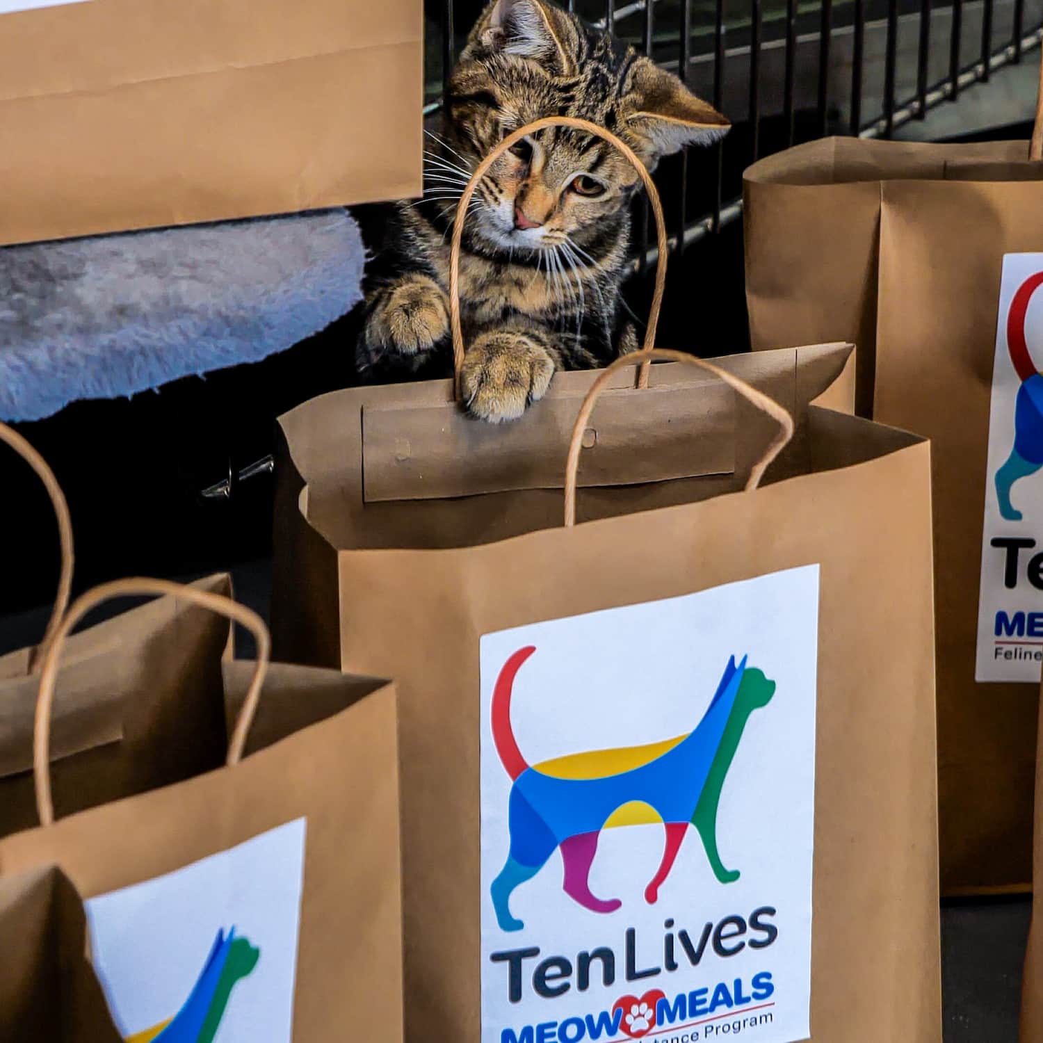 New Ten Lives support program to help struggling Tasmanian cat owners ...