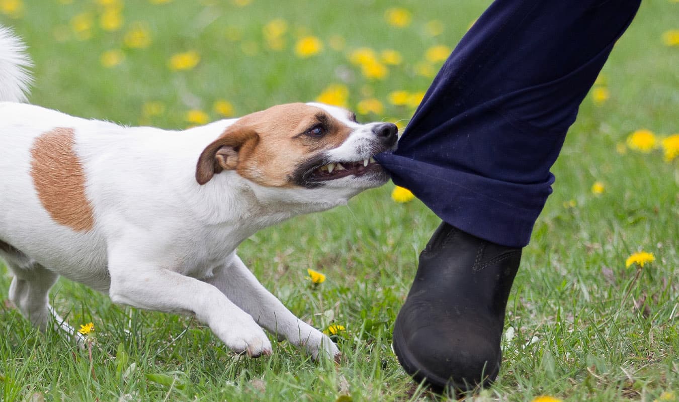Eastern Hobart and Launceston top list of postie dog attack hotspots ...