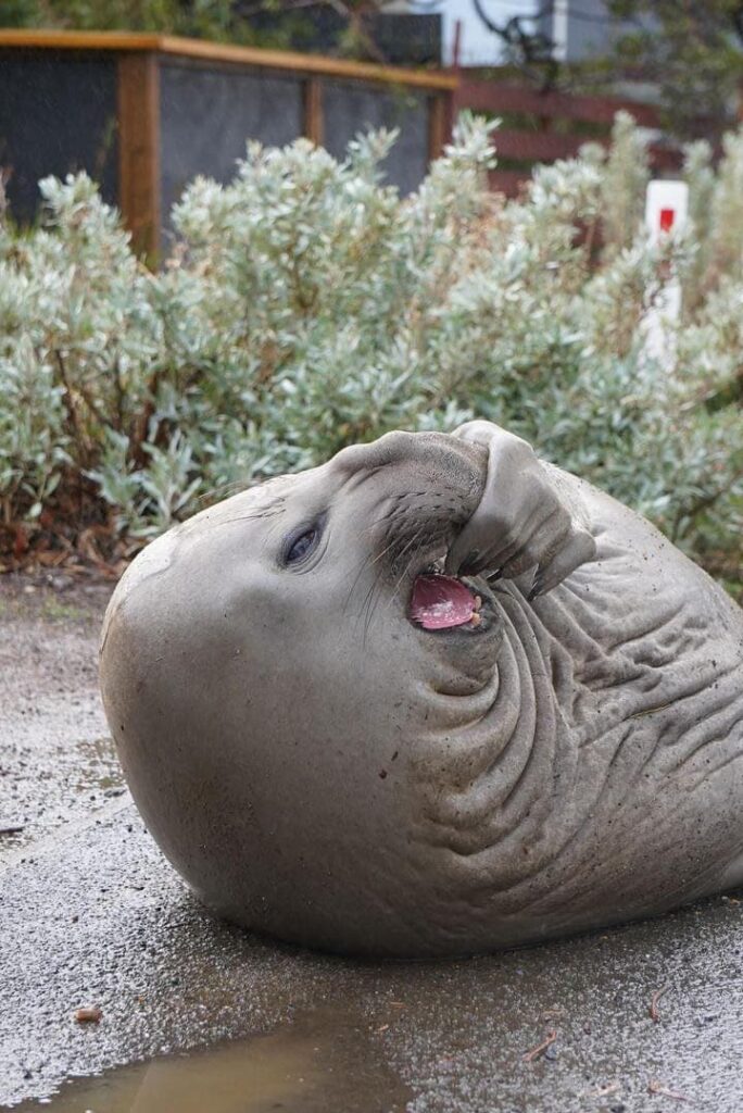 Electric fences setup and police on watch for Tasmania’s Neil the Seal ...