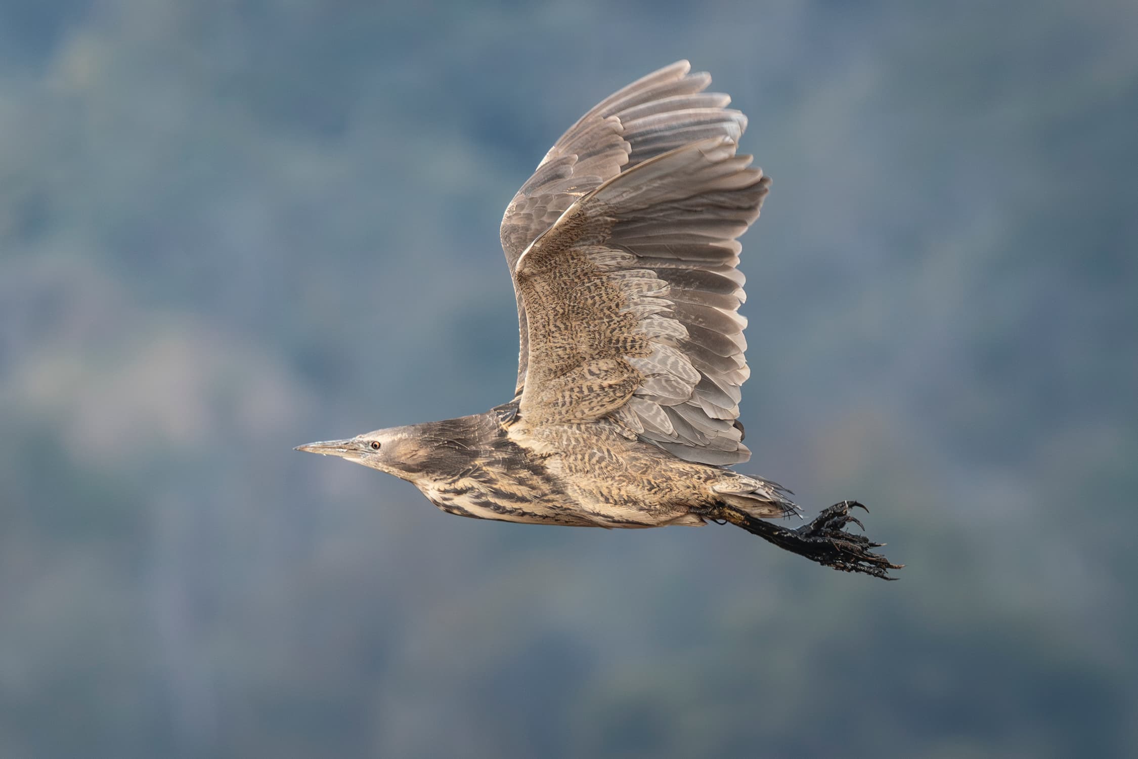 Endangered ‘Bunyip’ bird returns to restored wetland after 40 years ...