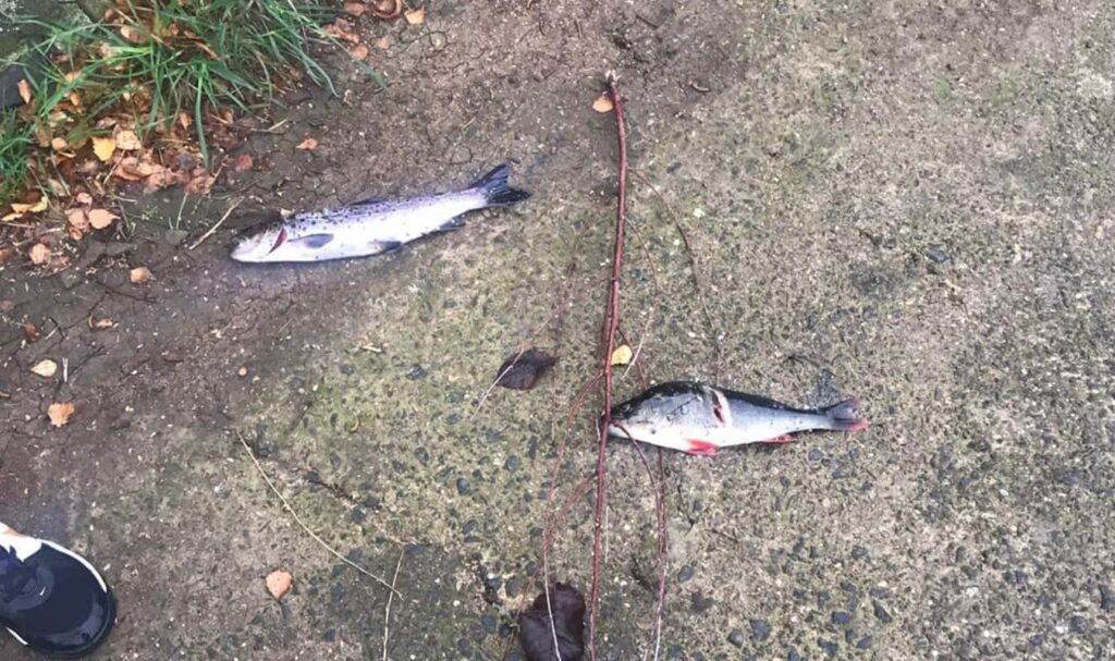 Investigation underway after string of animal cruelty and anti-social ...