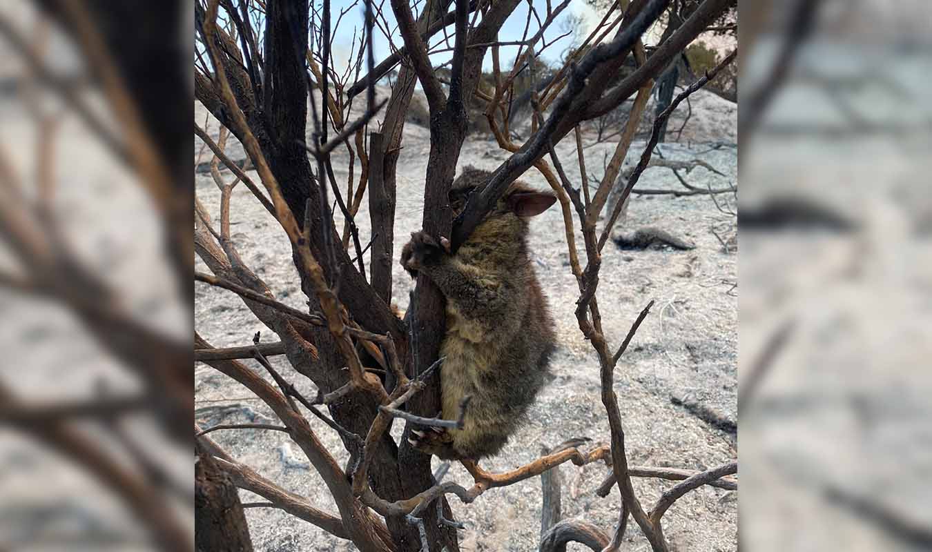 Heartbreaking scenes as wildlife found clinging to trees in Dolphin ...
