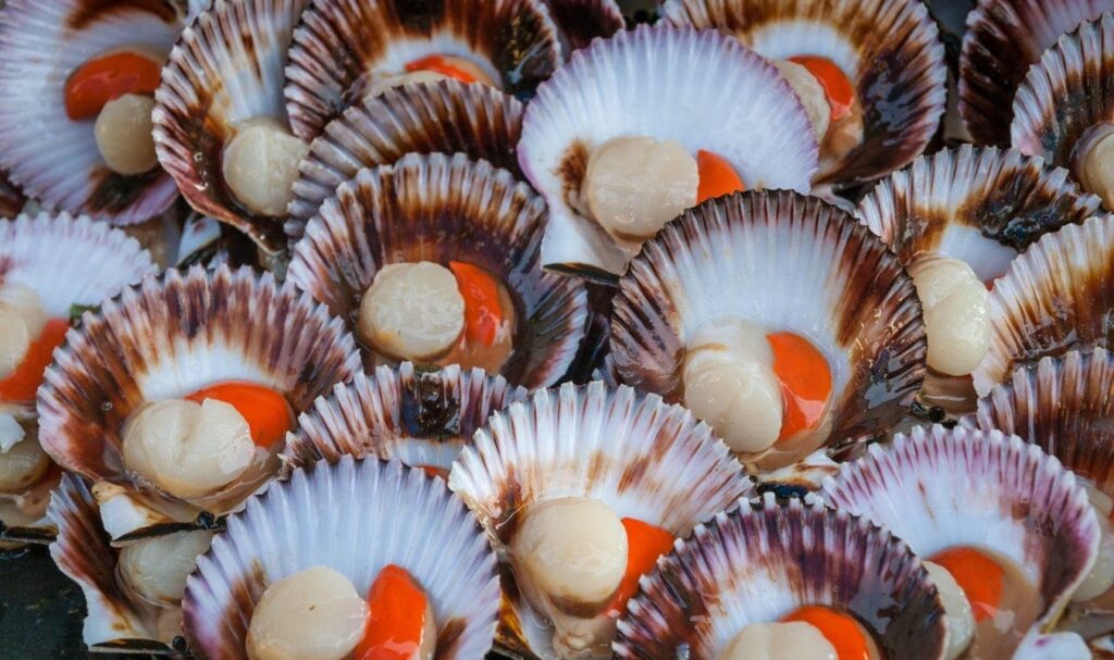 ‘Do not eat’ warning for wild shellfish from Bruny Island areas - Pulse ...