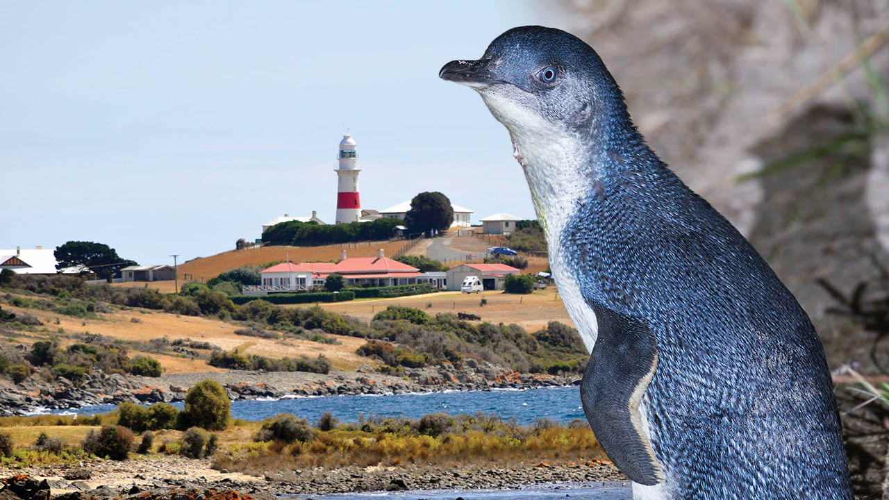 Tasmanian sisters stop man from stealing penguins - Pulse Tasmania