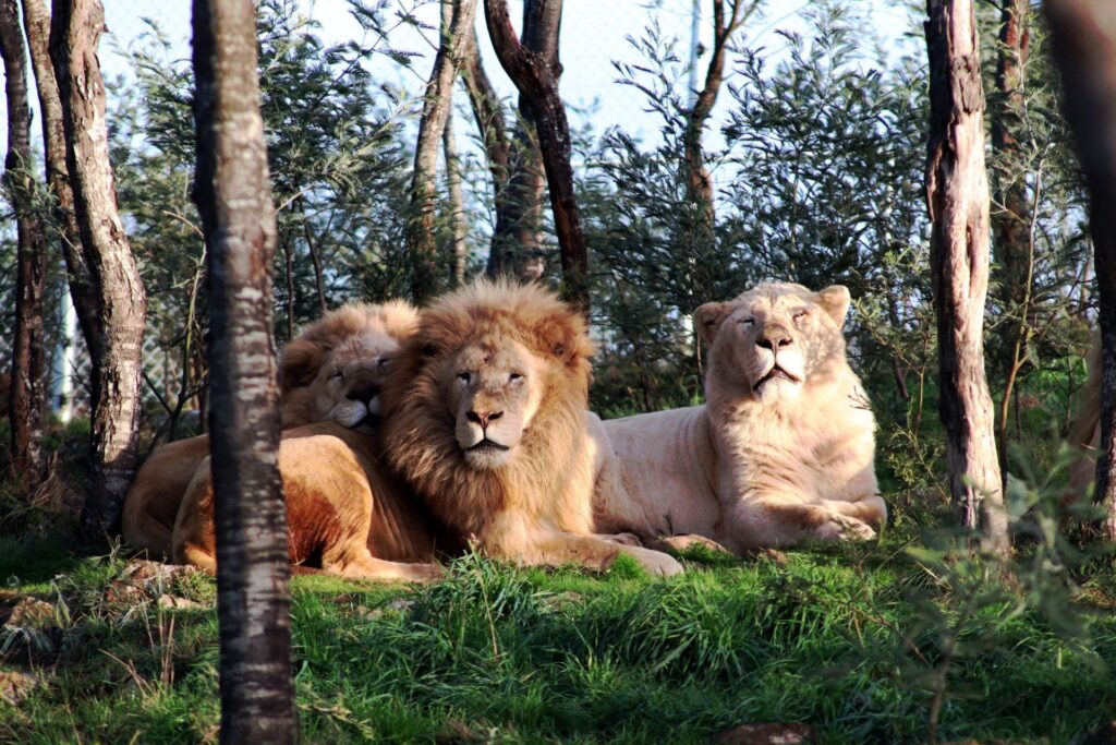 Beloved White African Lion Vati dies at Tasmania Zoo aged 16 - Pulse ...
