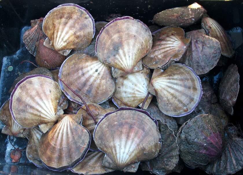 Biotoxin levels prompt Shellfish warning in Tasmania - Pulse Tasmania